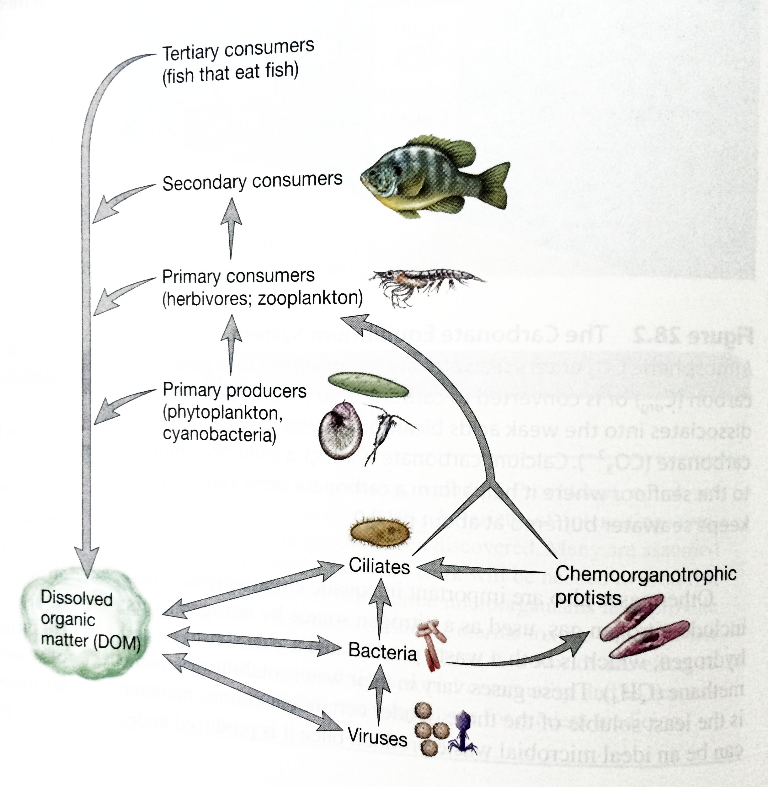 Microbial loop – Ritu's Biology Hub Microbial loop – Ritu's Biology Hub